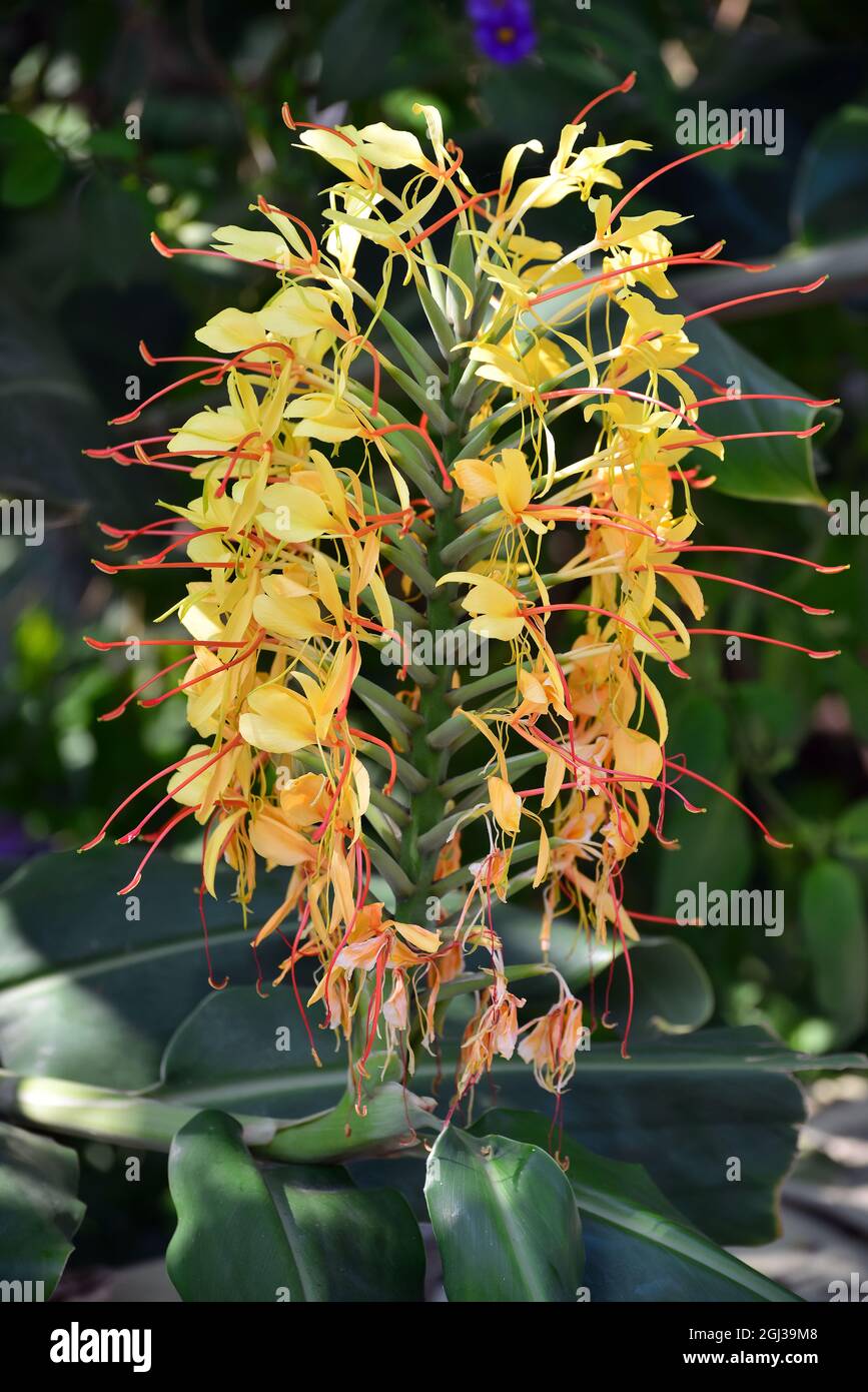 Kahili ginger, Kahila garland-lily or ginger lily, Hedychium ...