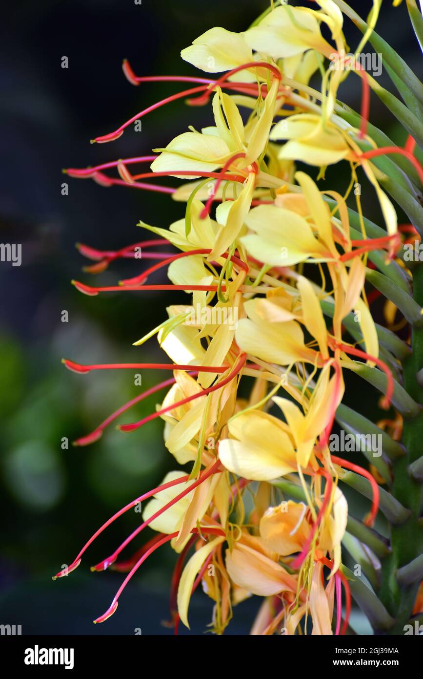 Kahili ginger, Kahila garland-lily or ginger lily, Hedychium ...