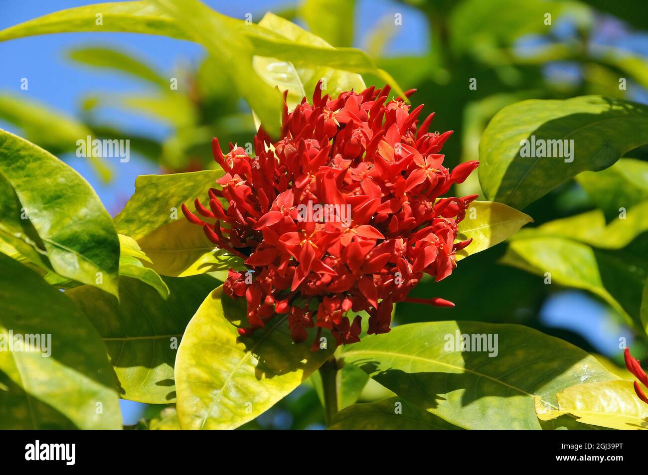 jungle geranium, flame of the woods or jungle flame, Ixora coccinea ...