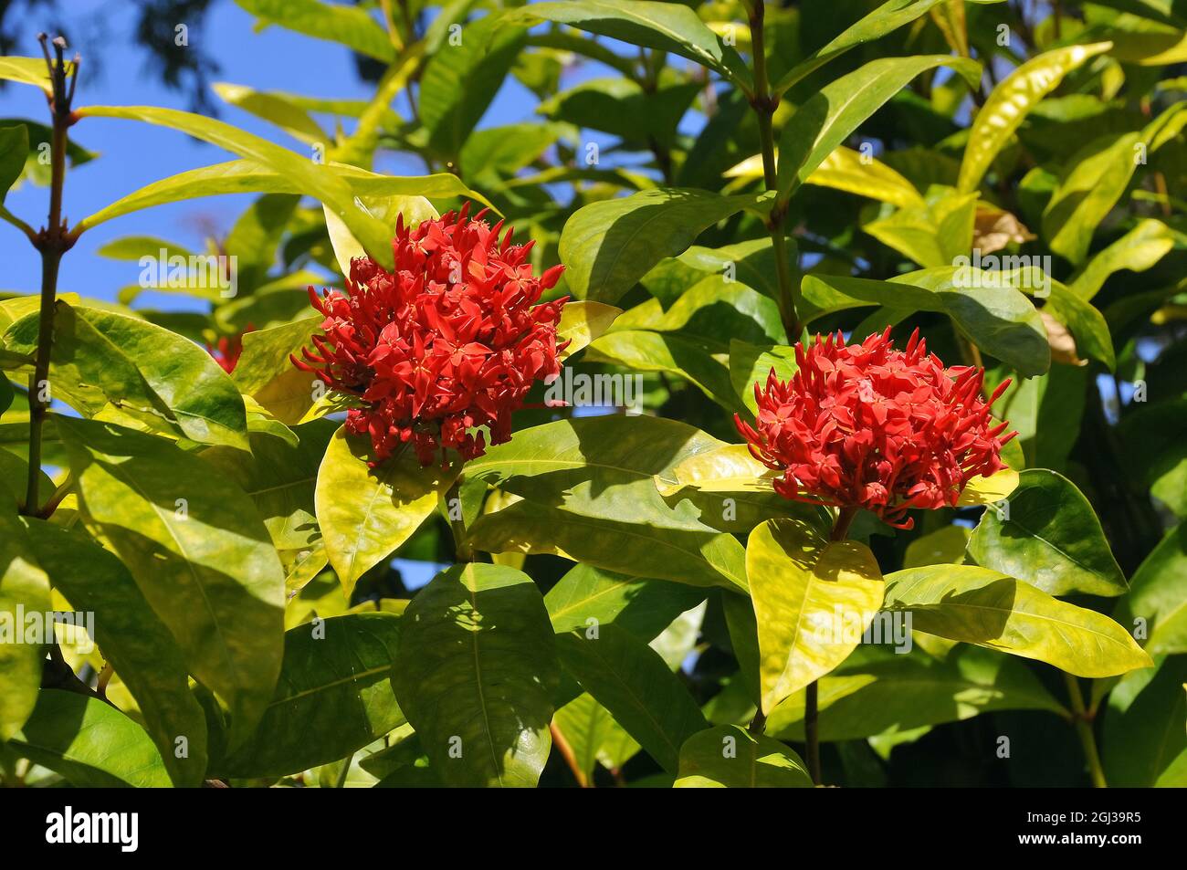 jungle geranium, flame of the woods or jungle flame, Ixora coccinea ...