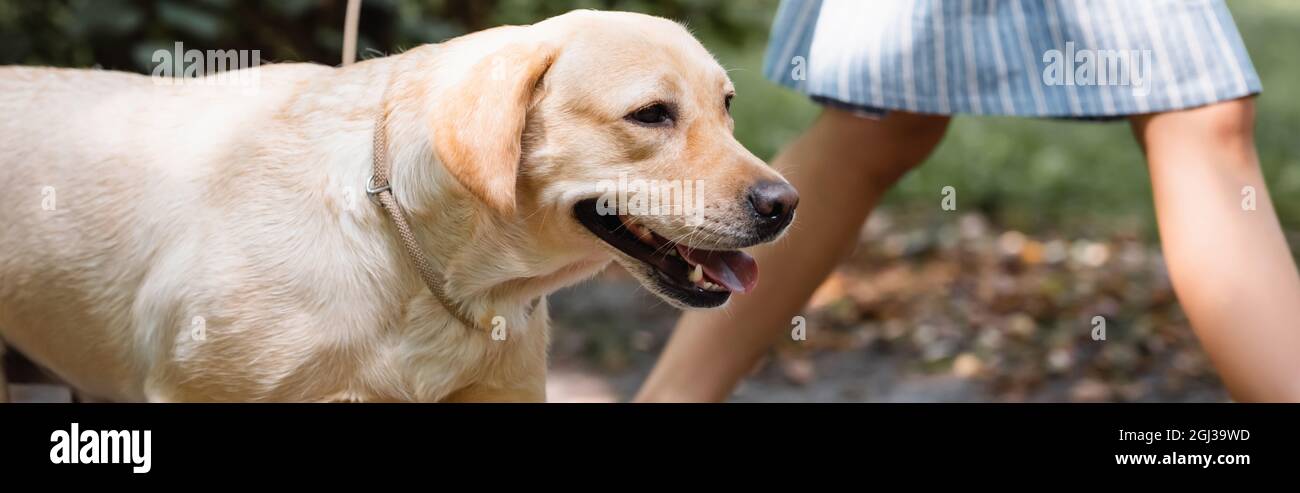 partial view of woman walking with yellow labrador, banner Stock Photo ...