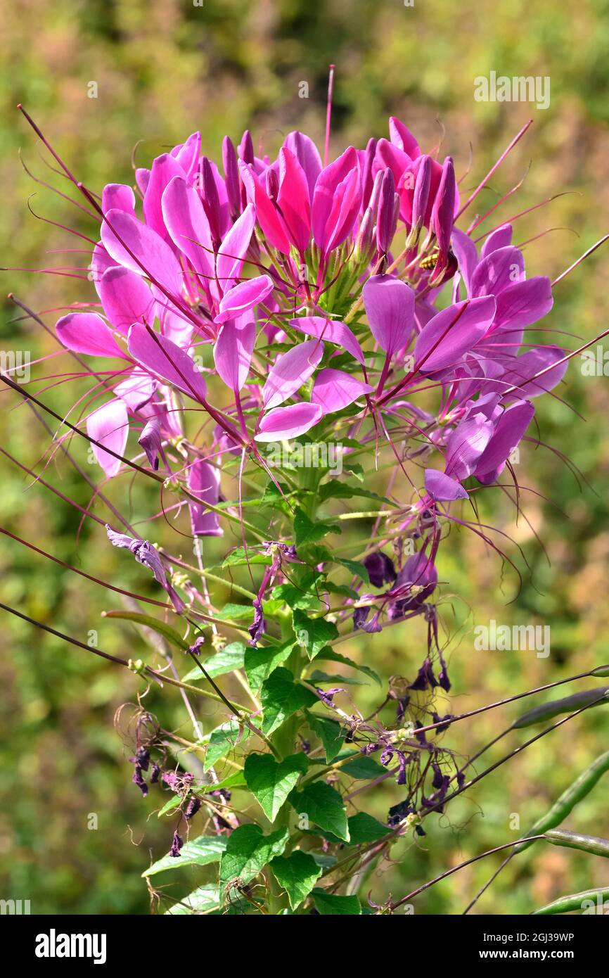 spider flower, spider plant, grandfather's whiskers, Cleome spinosa ...