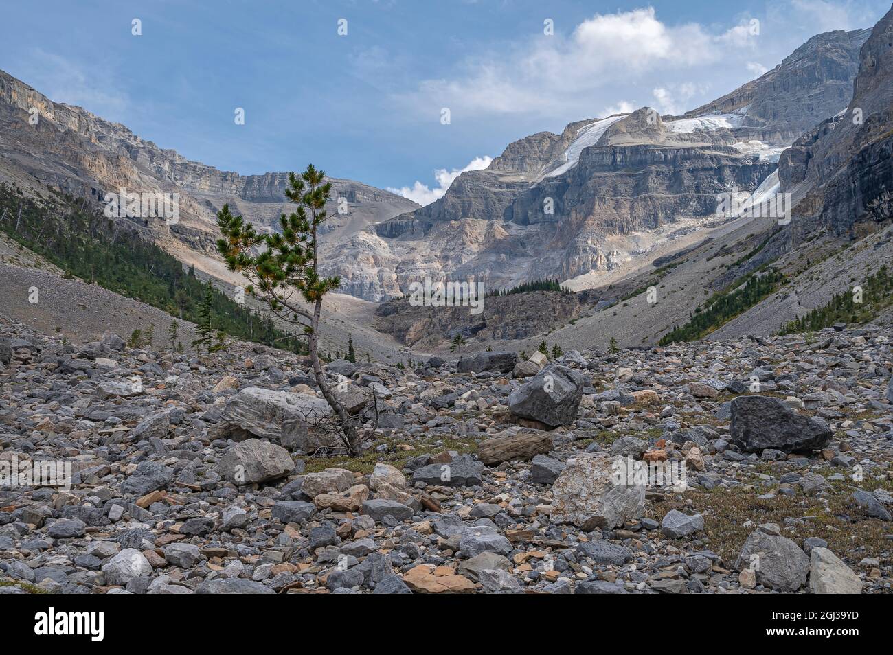 Lone pine tree in the high alpine of the Stanley Glacier hanging valley ...
