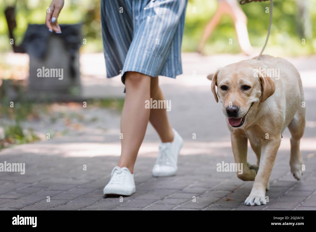 Woman walking adorable labrador hi-res stock photography and images - Alamy