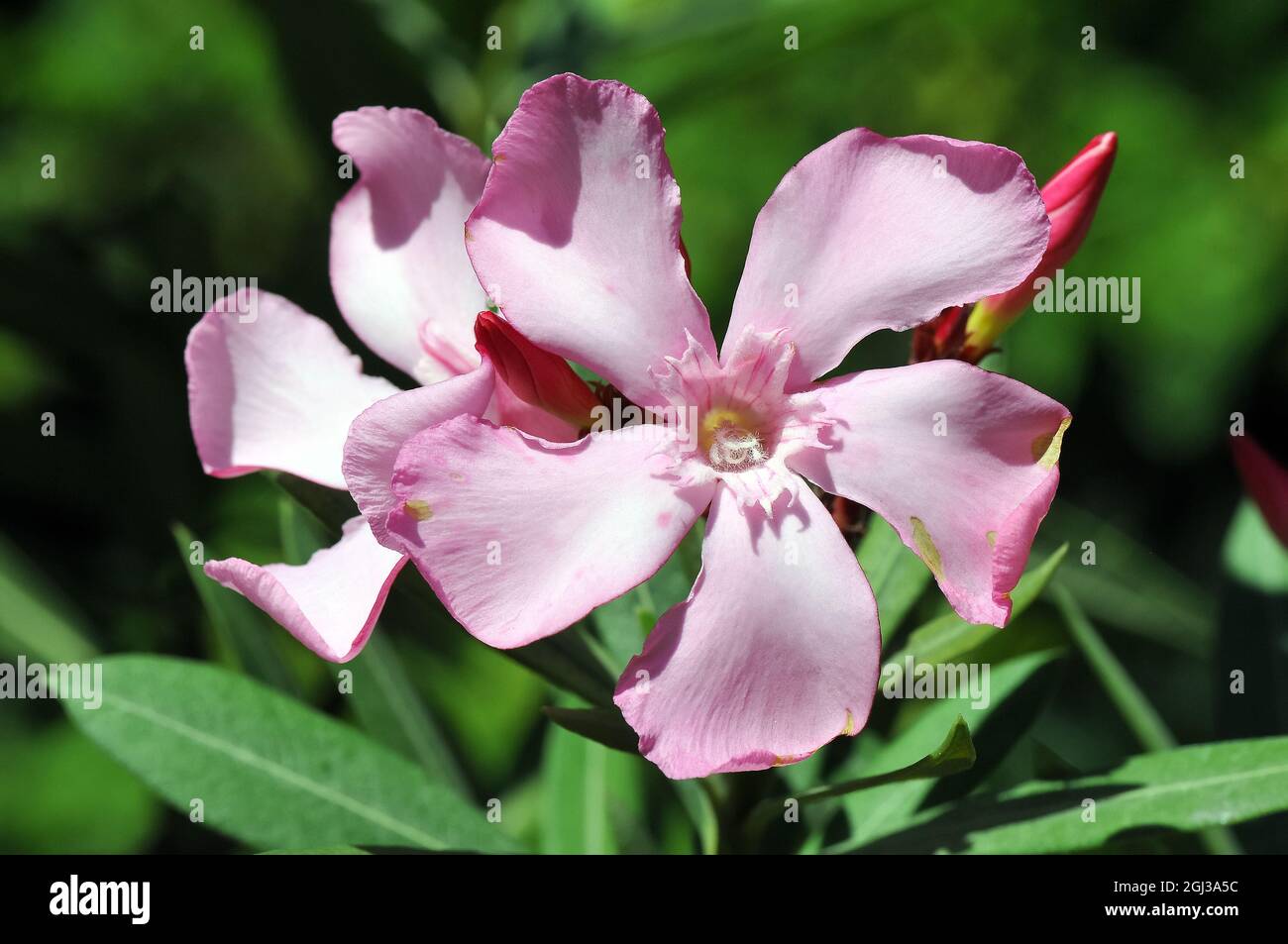 Oleander, Laurier-rose, Nerium oleander, leander Stock Photo - Alamy