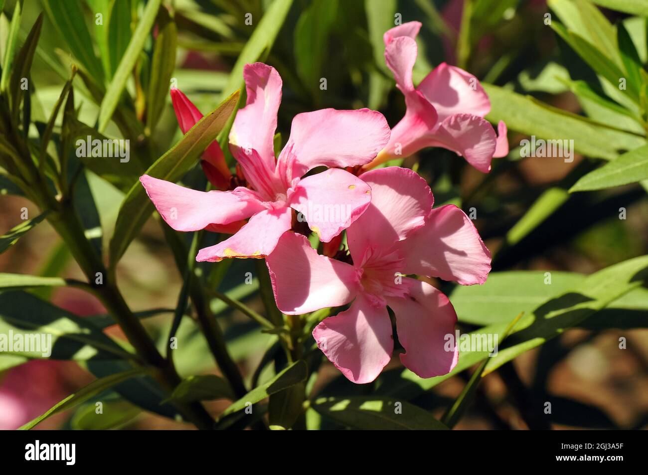 Oleander, Laurier-rose, Nerium oleander, leander Stock Photo - Alamy