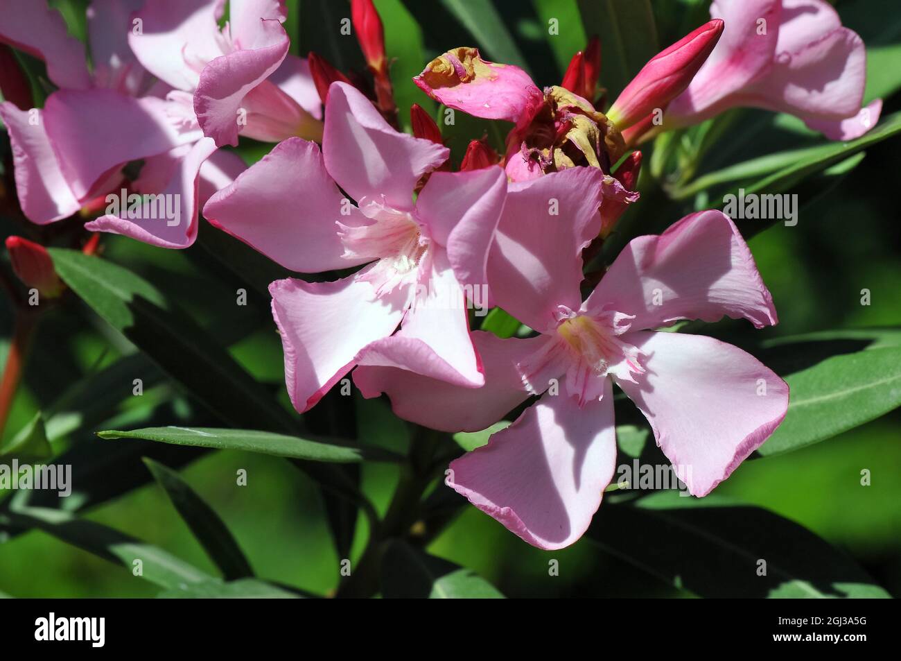 Oleander, Laurier-rose, Nerium oleander, leander Stock Photo - Alamy