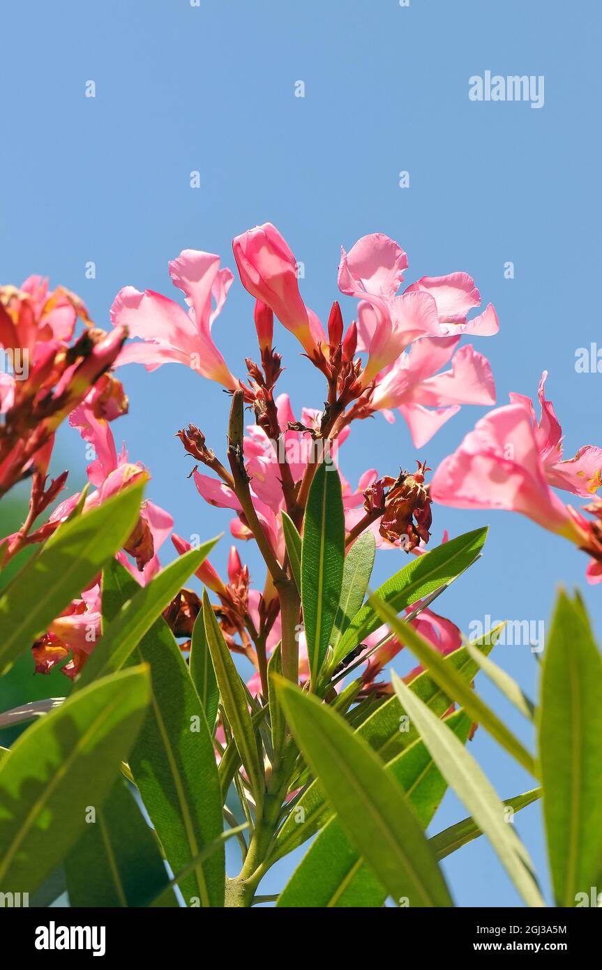 Oleander, Laurier-rose, Nerium oleander, leander Stock Photo - Alamy