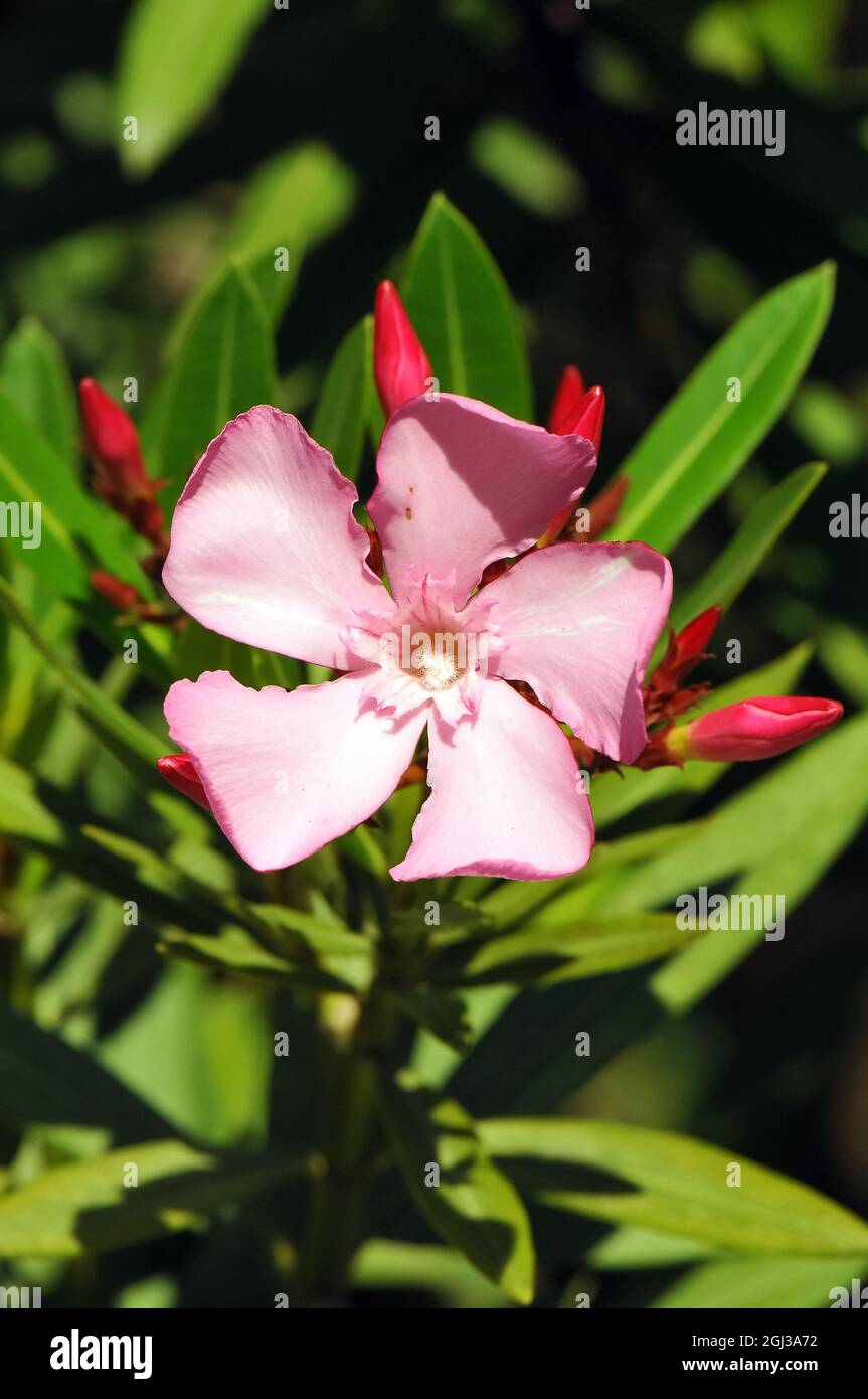 Oleander, Laurier-rose, Nerium oleander, leander Stock Photo - Alamy