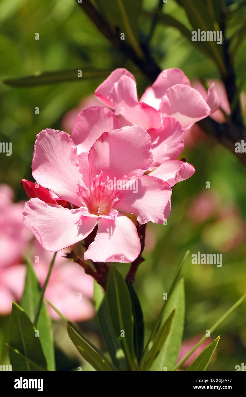 Oleander, Laurier-rose, Nerium oleander, leander Stock Photo - Alamy