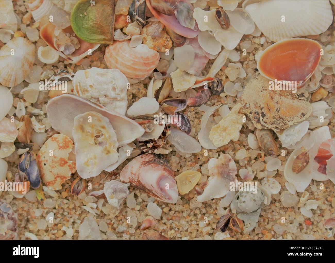 Mixture of seashells on a beach Stock Photo - Alamy