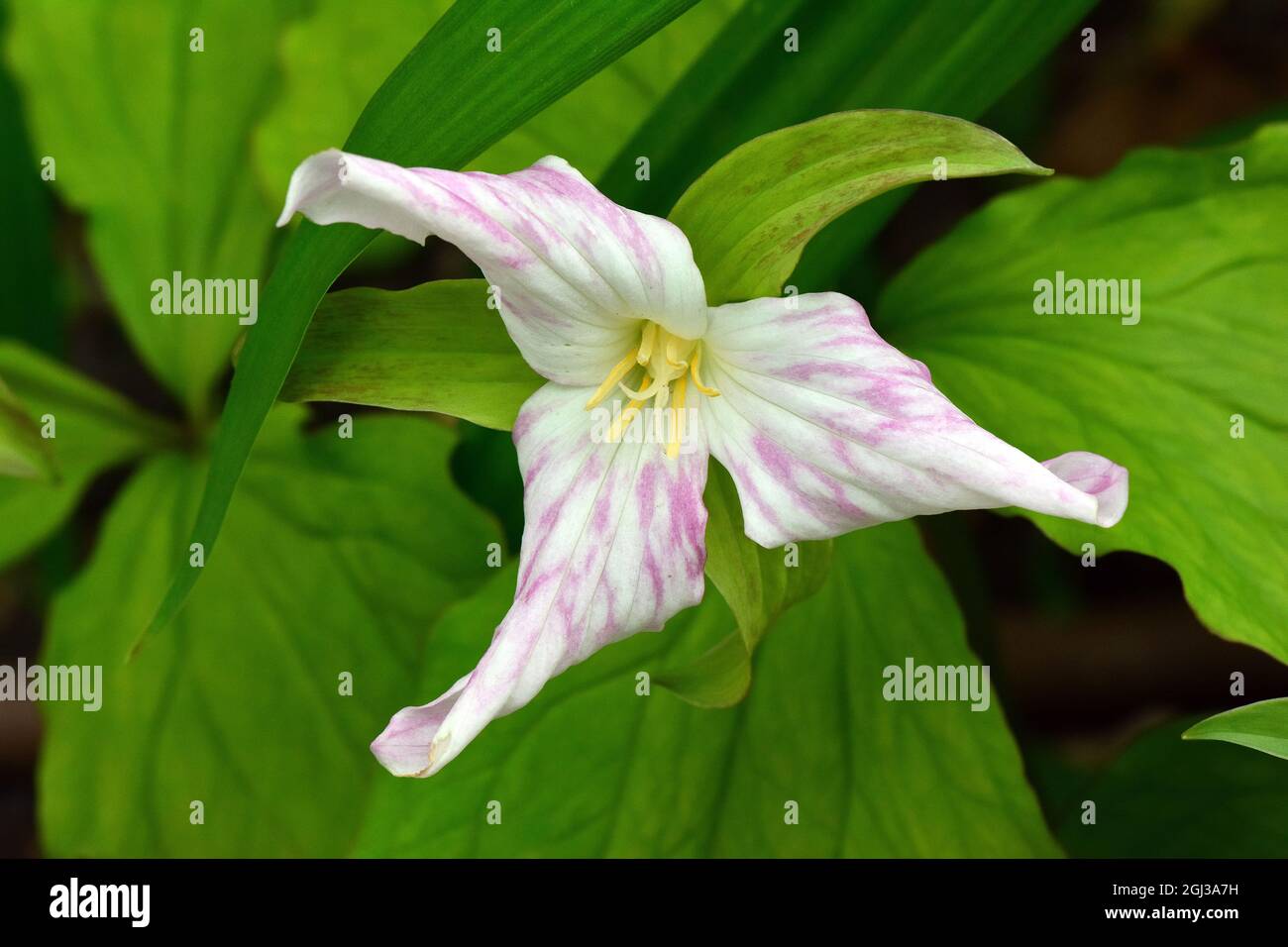 white trillium, large-flowered trillium, great white trillium ...