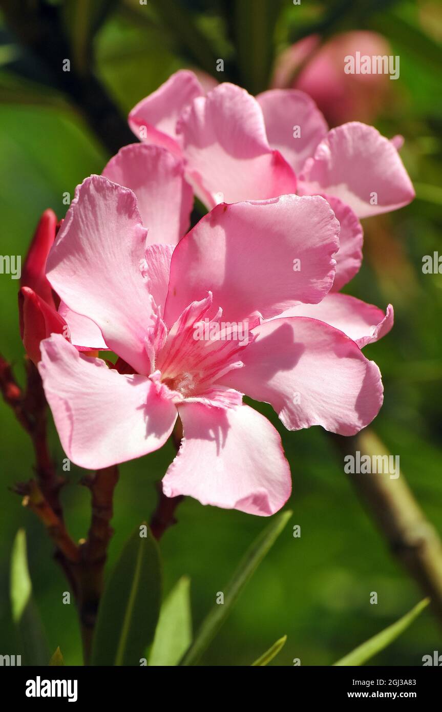Oleander, Laurier-rose, Nerium oleander, leander Stock Photo - Alamy