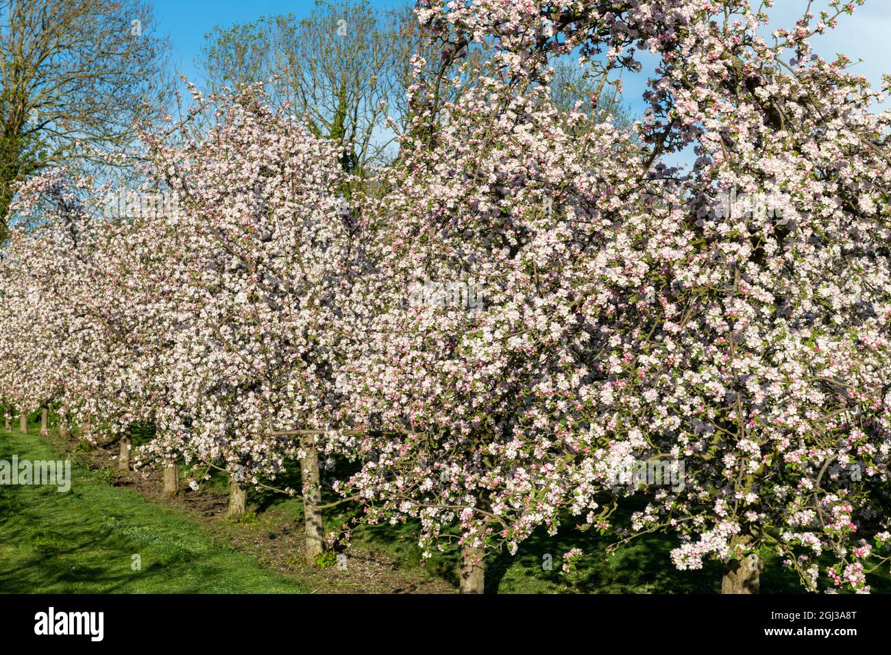 Apple blossom in bloom in a modern cider orchard Stock Photo - Alamy