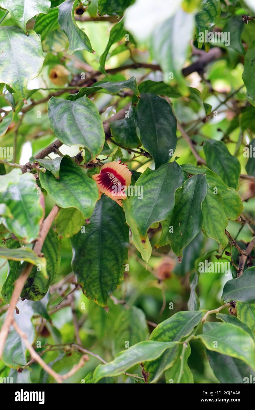 Napoleon's Hat, Napoleons Hat Tree, Napoleona imperialis, Napóleon ...