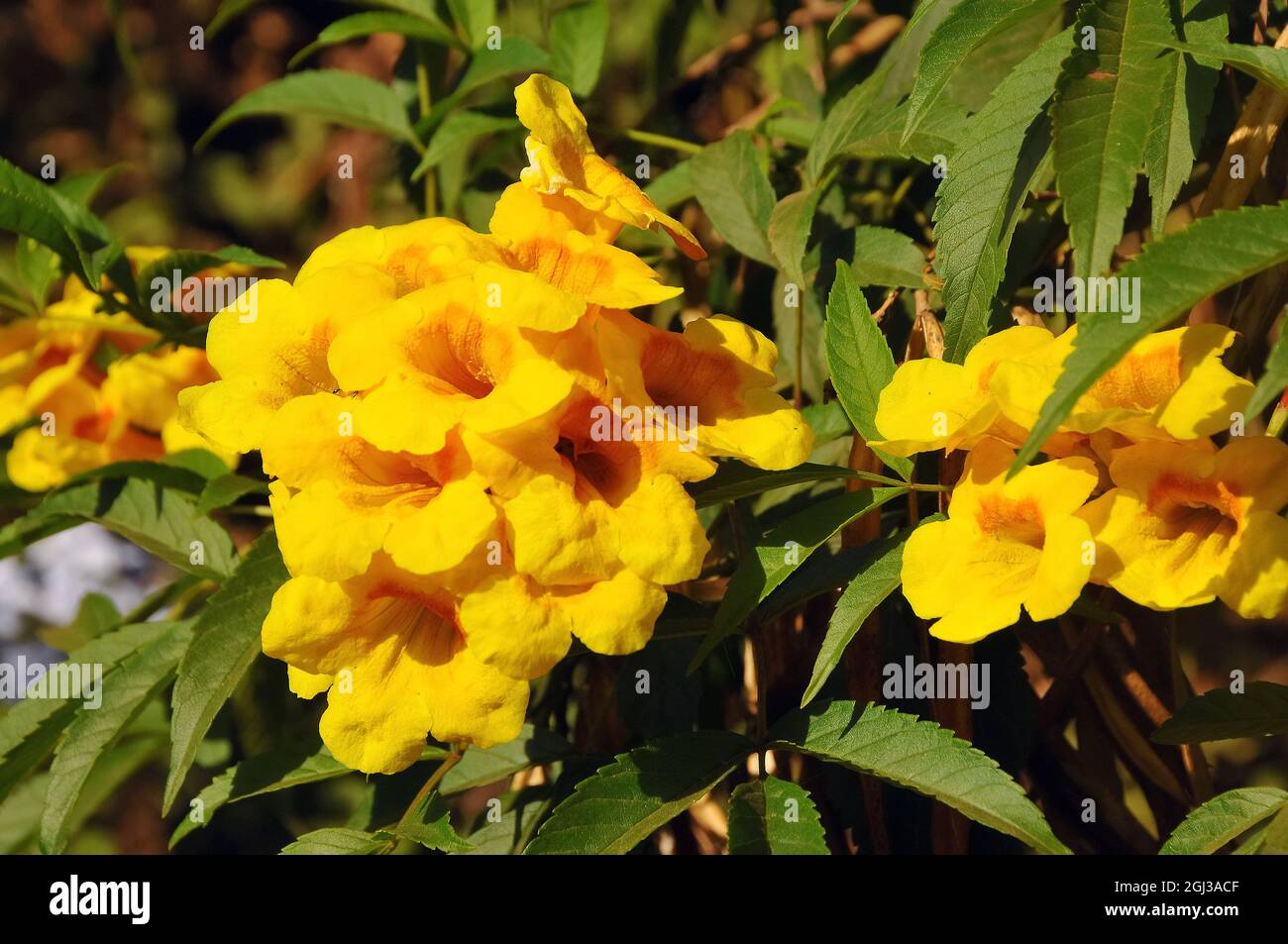 Bush Allamanda, Oleander-Leaved Allamanda, Allamanda neriifolia ...