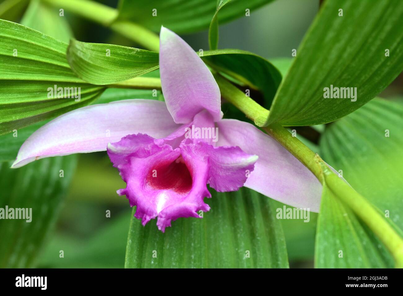 large-flowered sobralia, Sobralia macrantha, Cyathoglottis macrantha ...