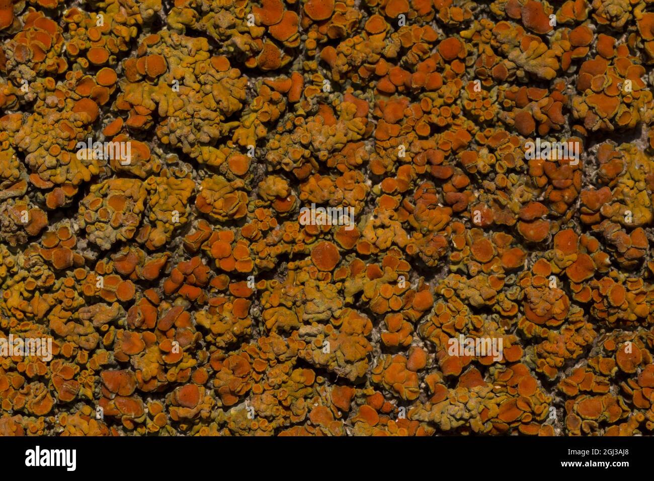 Orange sea lichen hi-res stock photography and images - Alamy