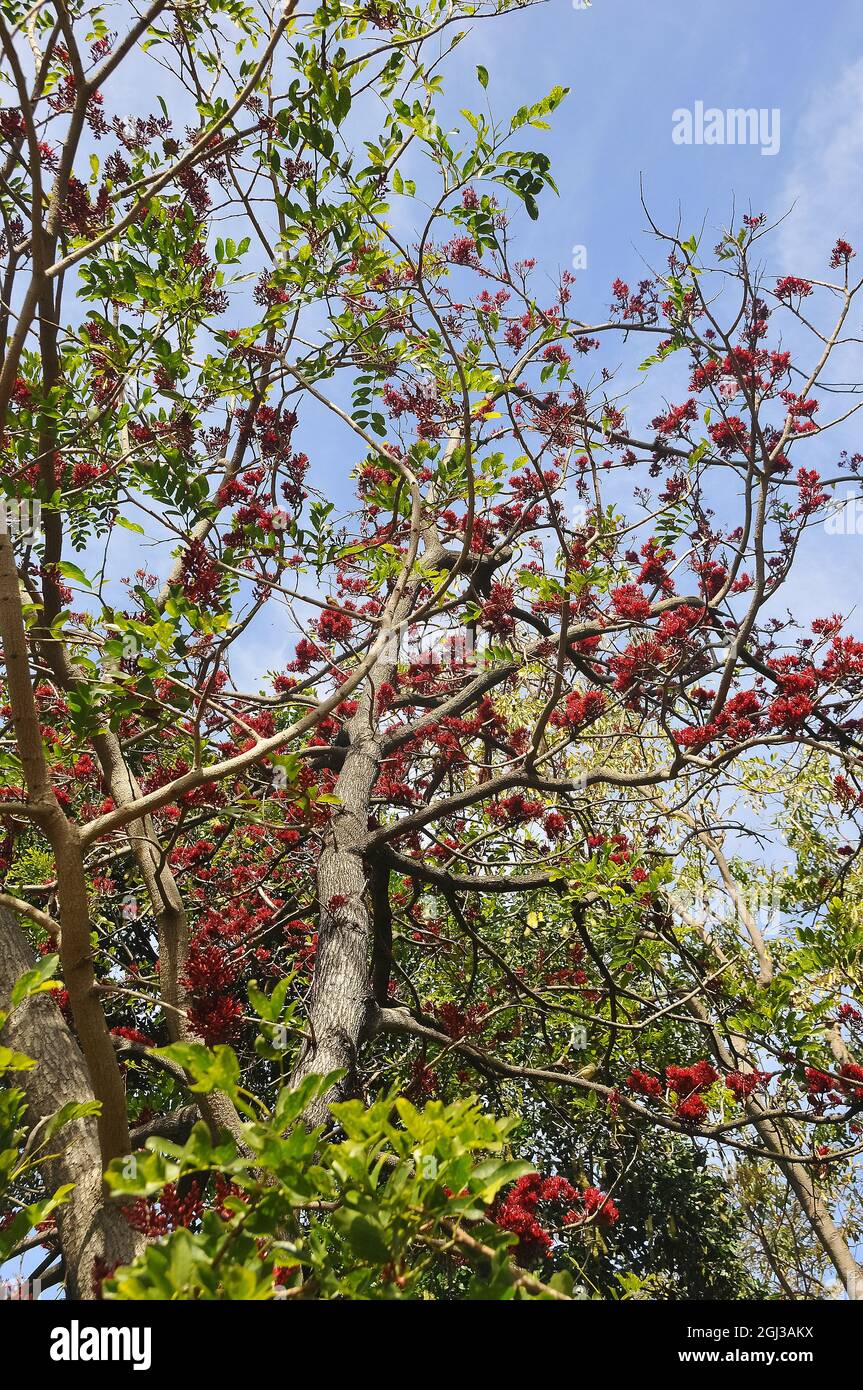 Boer bean tree hi-res stock photography and images - Alamy