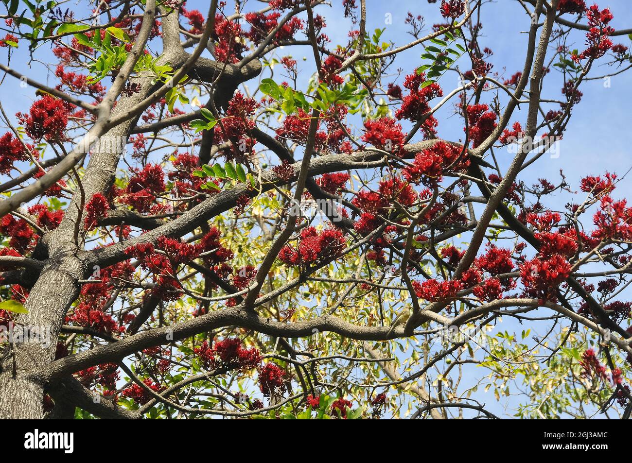 weeping boer-bean, tree fuchsia, African greenheart and African walnut ...