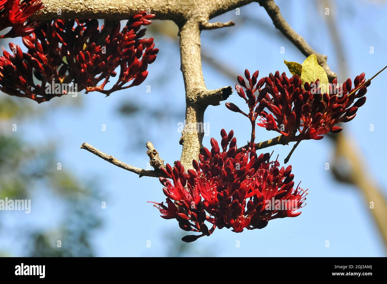 weeping boer-bean, tree fuchsia, African greenheart and African walnut ...