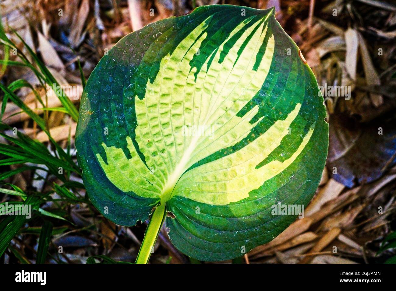 Point defiance tacoma zoo hi-res stock photography and images - Alamy