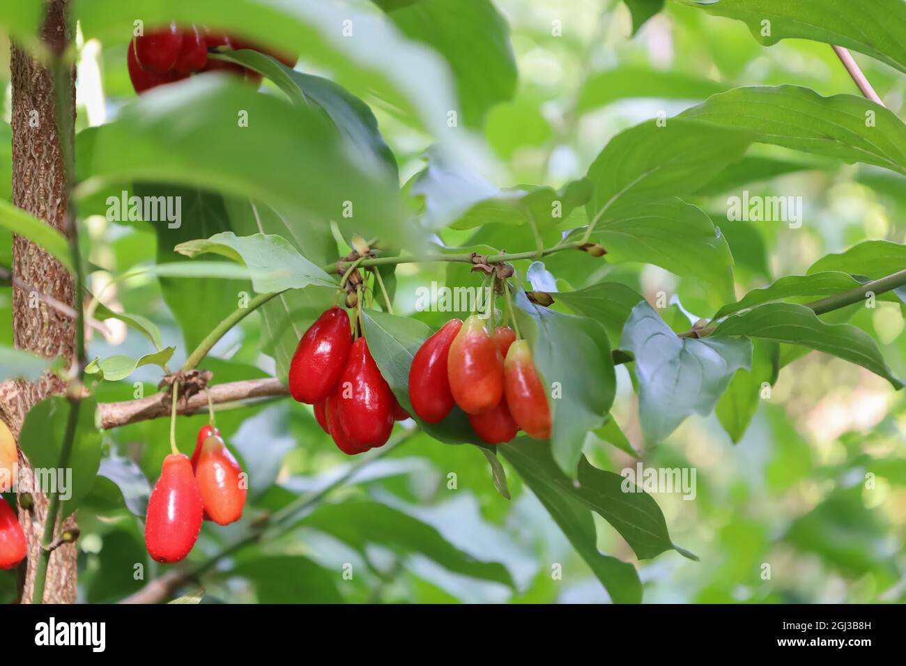 A branch with bright Cornus Mas fruit. Species of flowering plant in ...