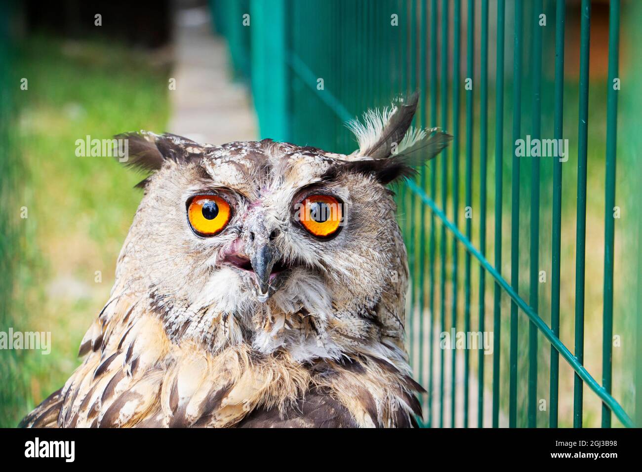 A gray owl in a cage in the park looks into the frame. A wild owl with ...