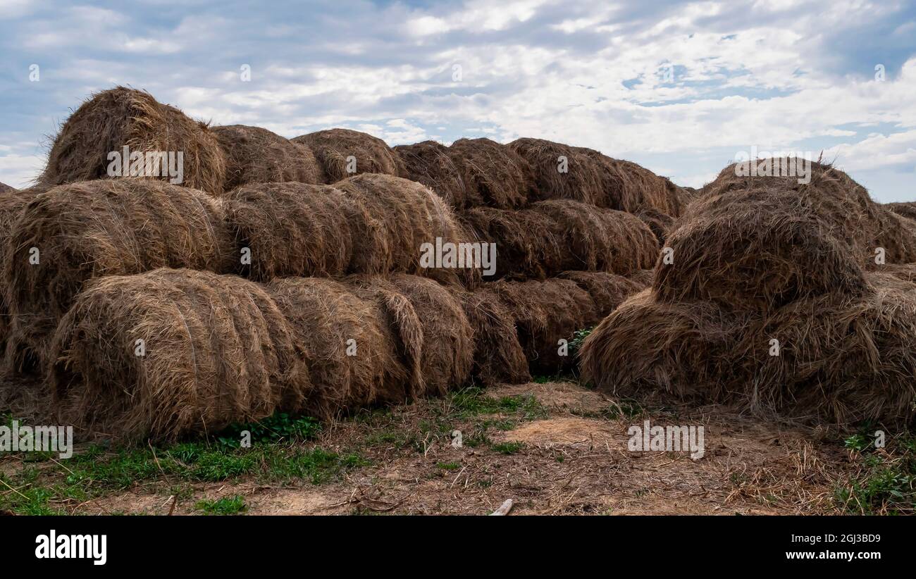 Agriculture farm field haystacks landscape. Haystacks harvest on ...