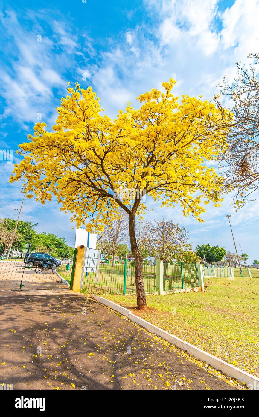 Campo Grande, MS, Brazil - September 05, 2021: Beautiful yellow Ipe ...