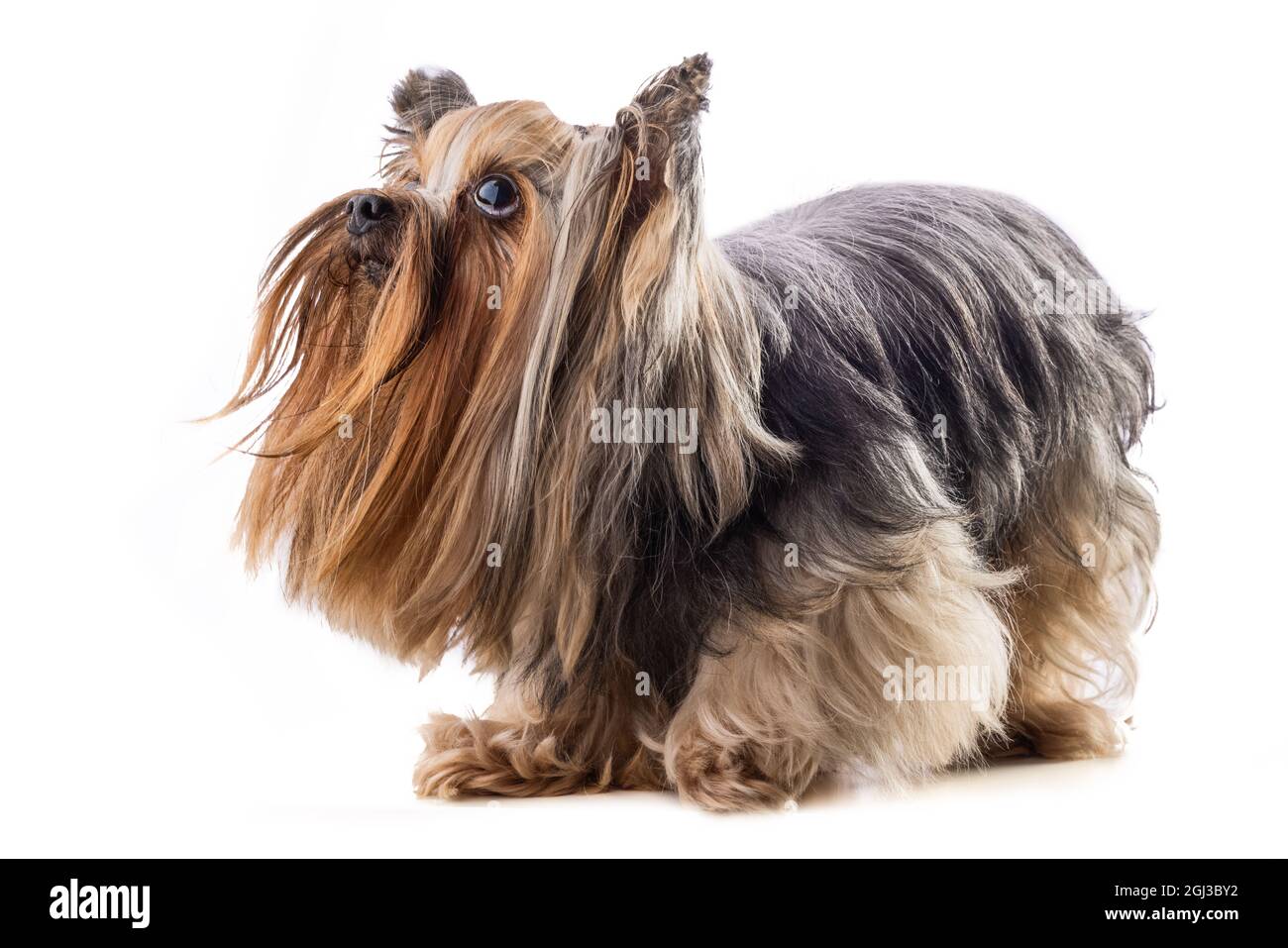 Dog breed brown terrier Cut Out Stock Images & Pictures - Alamy