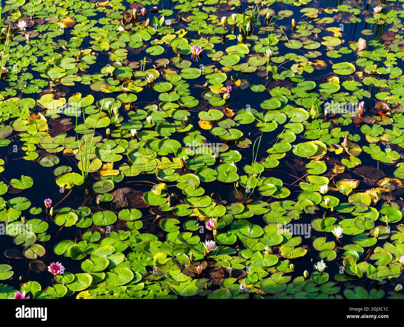 Blowing up pool hi-res stock photography and images - Alamy