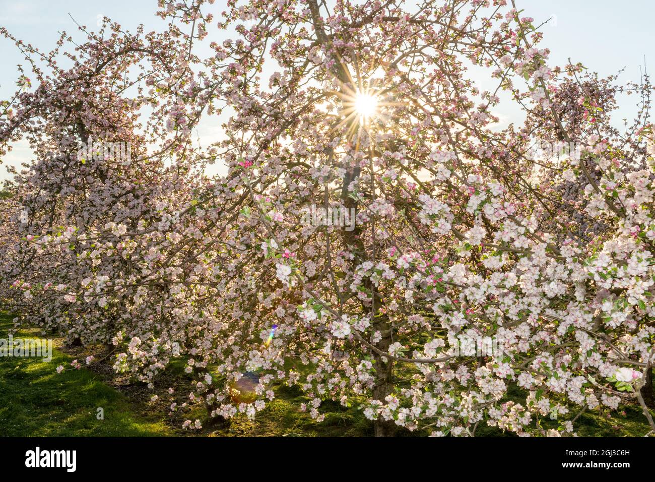 Backlit apple trees in orchard hi-res stock photography and images - Alamy