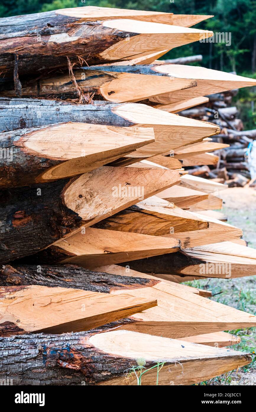 Photograph of some pointed wooden logs stacked and prepared for farm ...