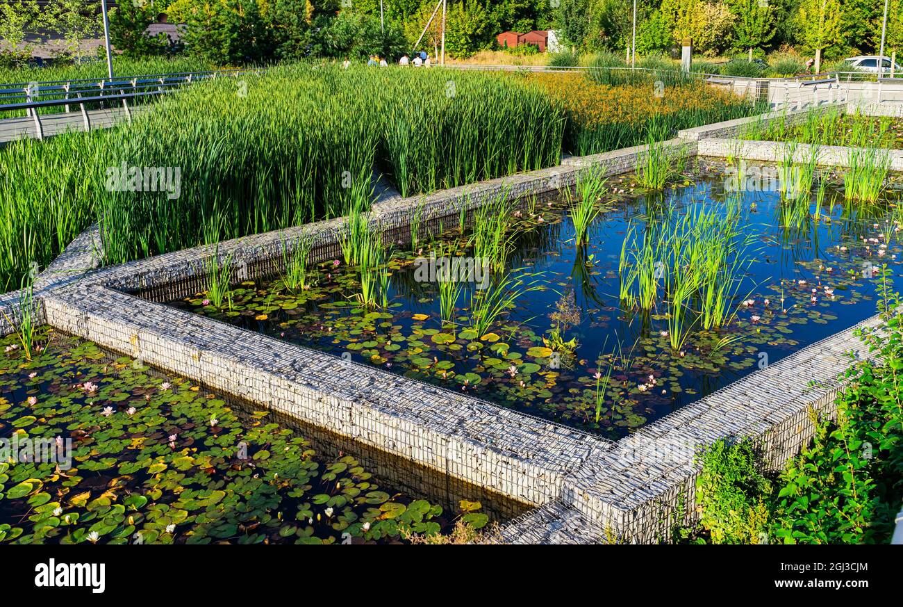 The embankment of Lake Kaban in Kazan, Russia. Waterfowl plants at the ...