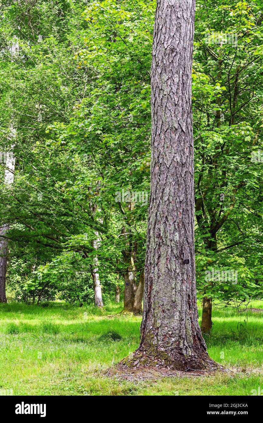 Mature woodland park hi-res stock photography and images - Alamy