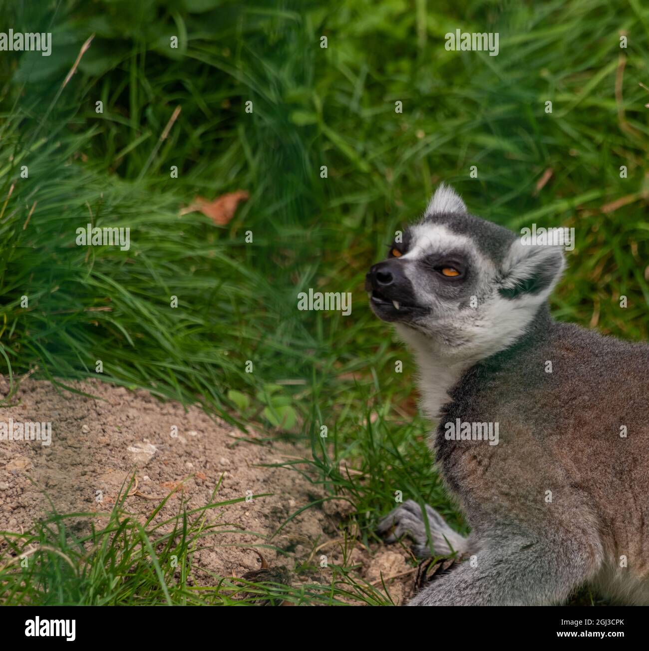 Lemuriformes animal half monkey near green grass in summer hot day ...
