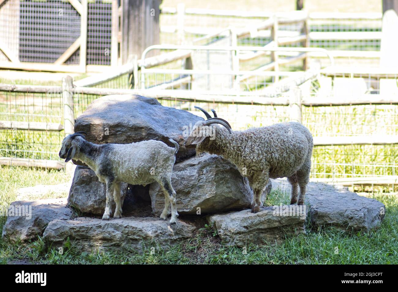 Beautiful sheep on the rocks in a zoo on a sunny day in Overland Park ...