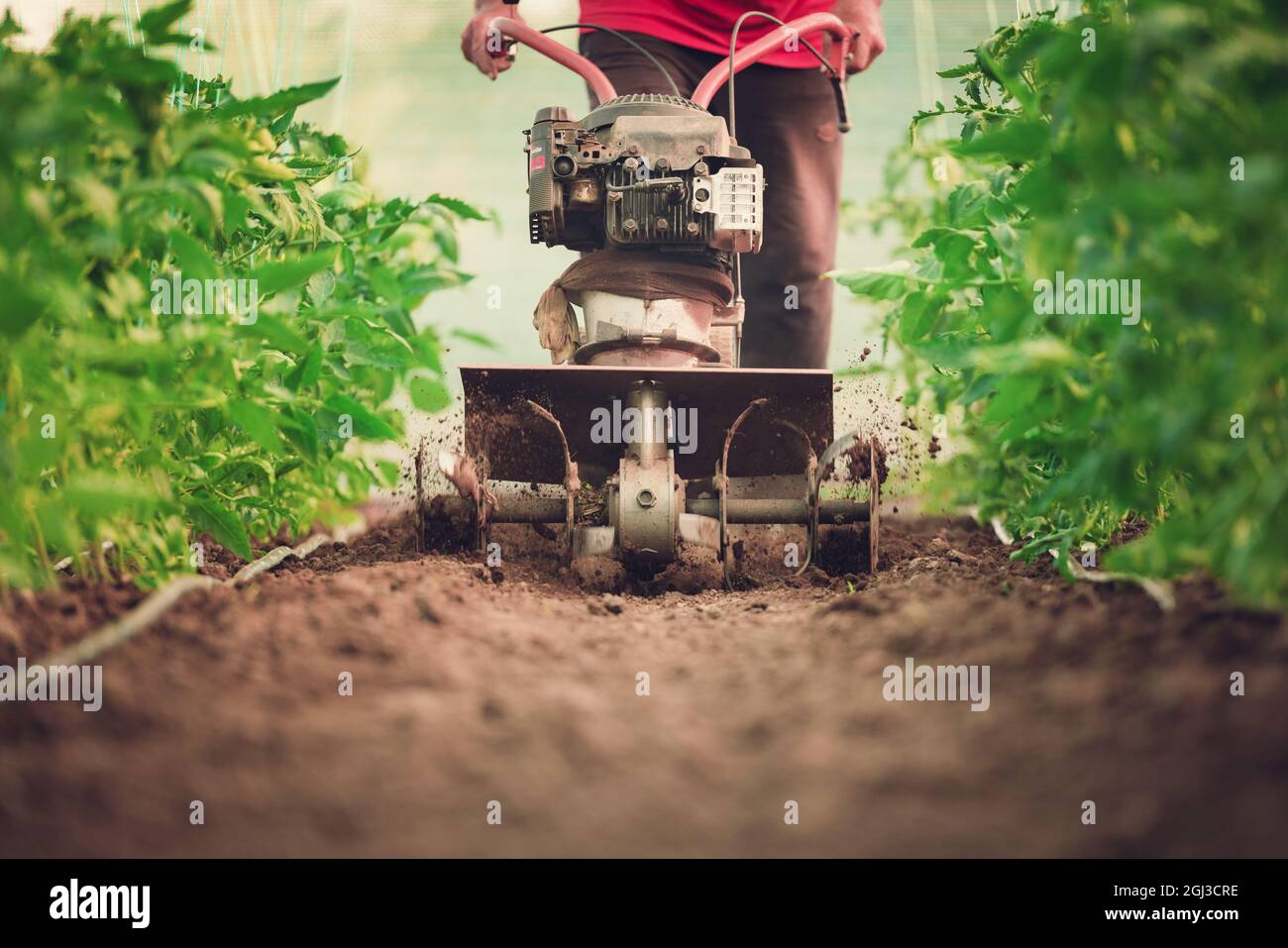 Farmer with a machine cultivator digs the soil in the vegetable garden ...