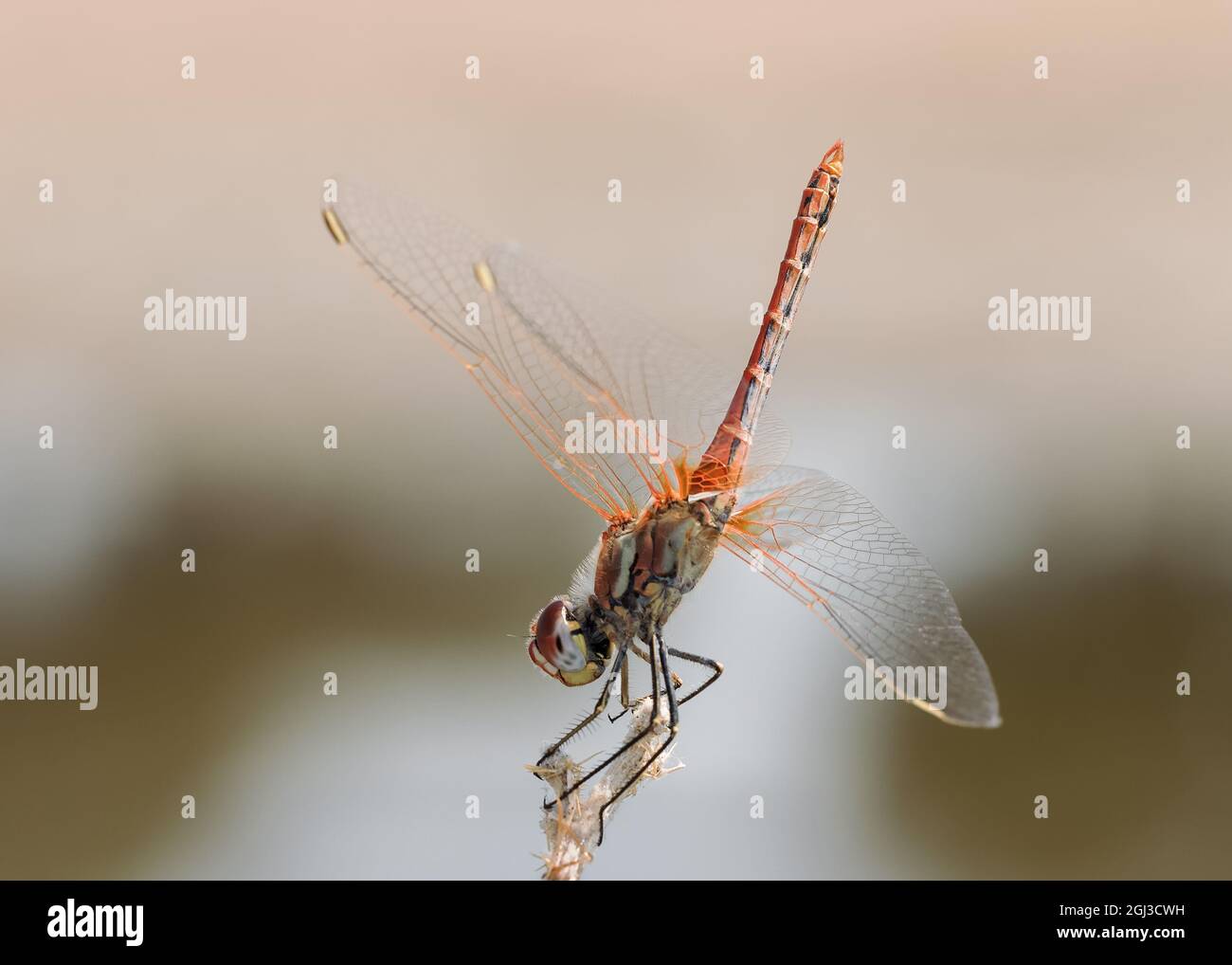 Red Dragonfly photographed in their natural environment Stock Photo - Alamy