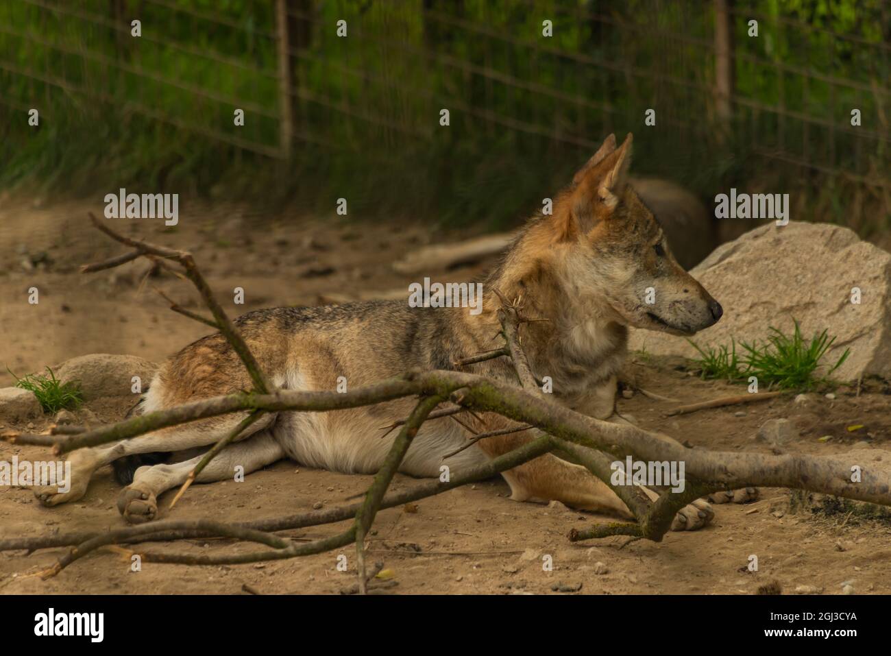 Timber wolf in summer hi-res stock photography and images - Alamy