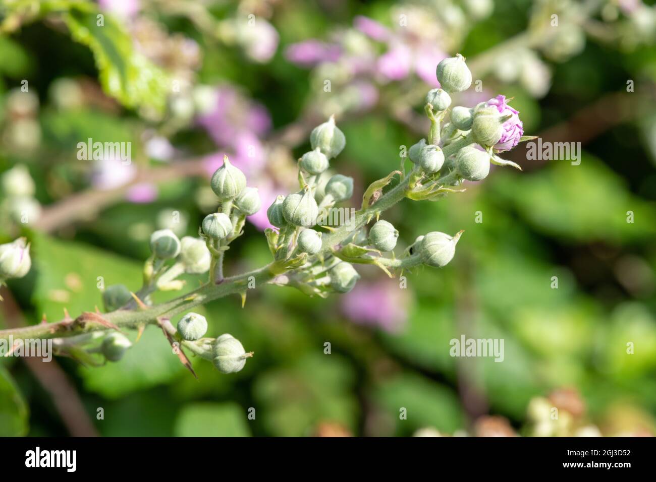 Close up of buds on a common bramble (rubus fruticosus) plant Stock ...