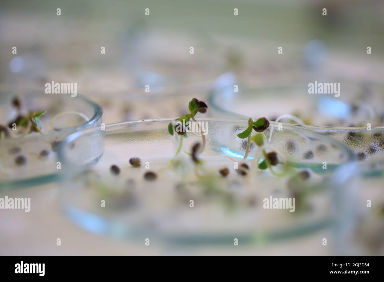 Germinated malt hi-res stock photography and images - Alamy