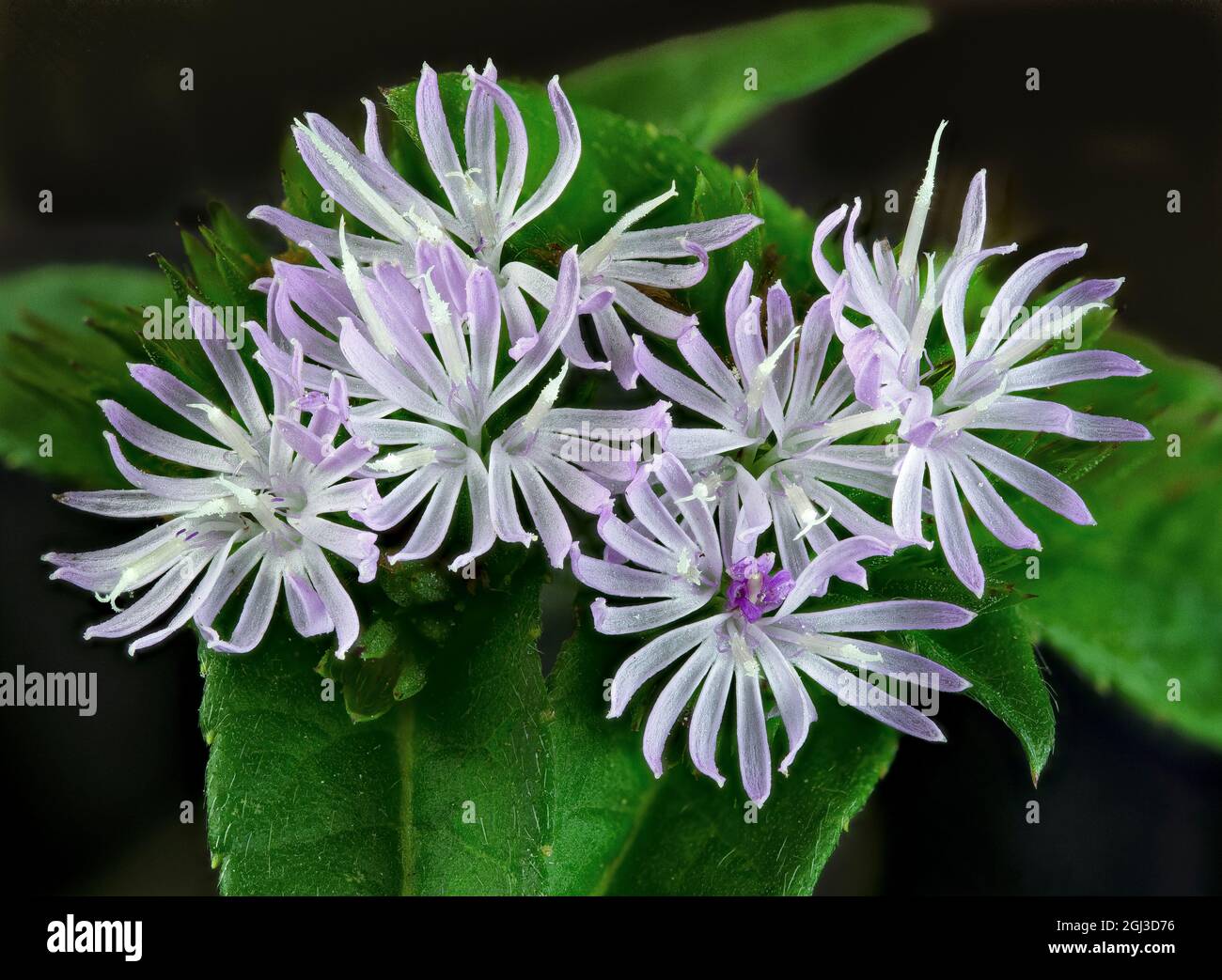 Elephantopus tomentosus hi-res stock photography and images - Alamy