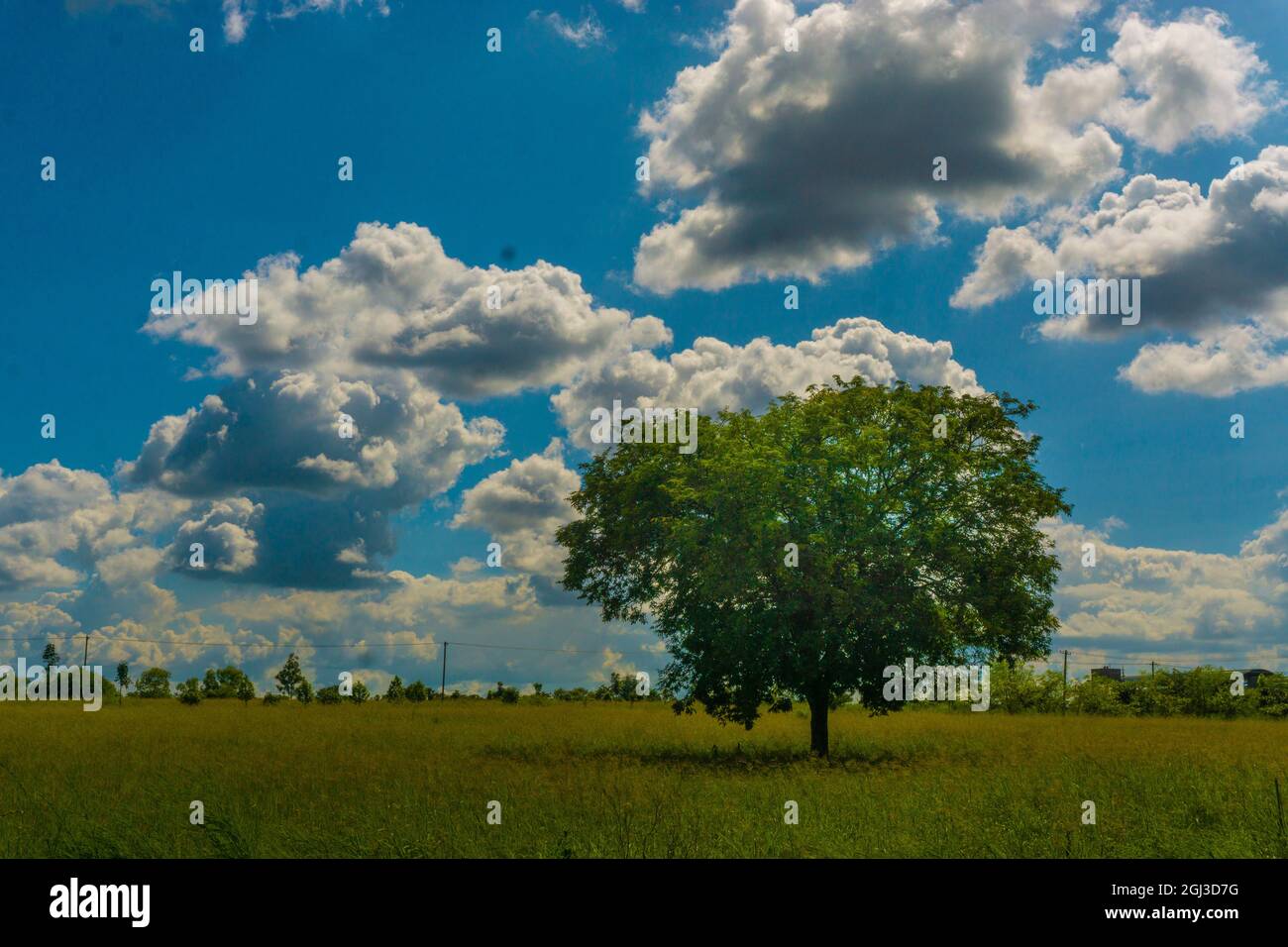 Tree landscape skyview hi-res stock photography and images - Alamy