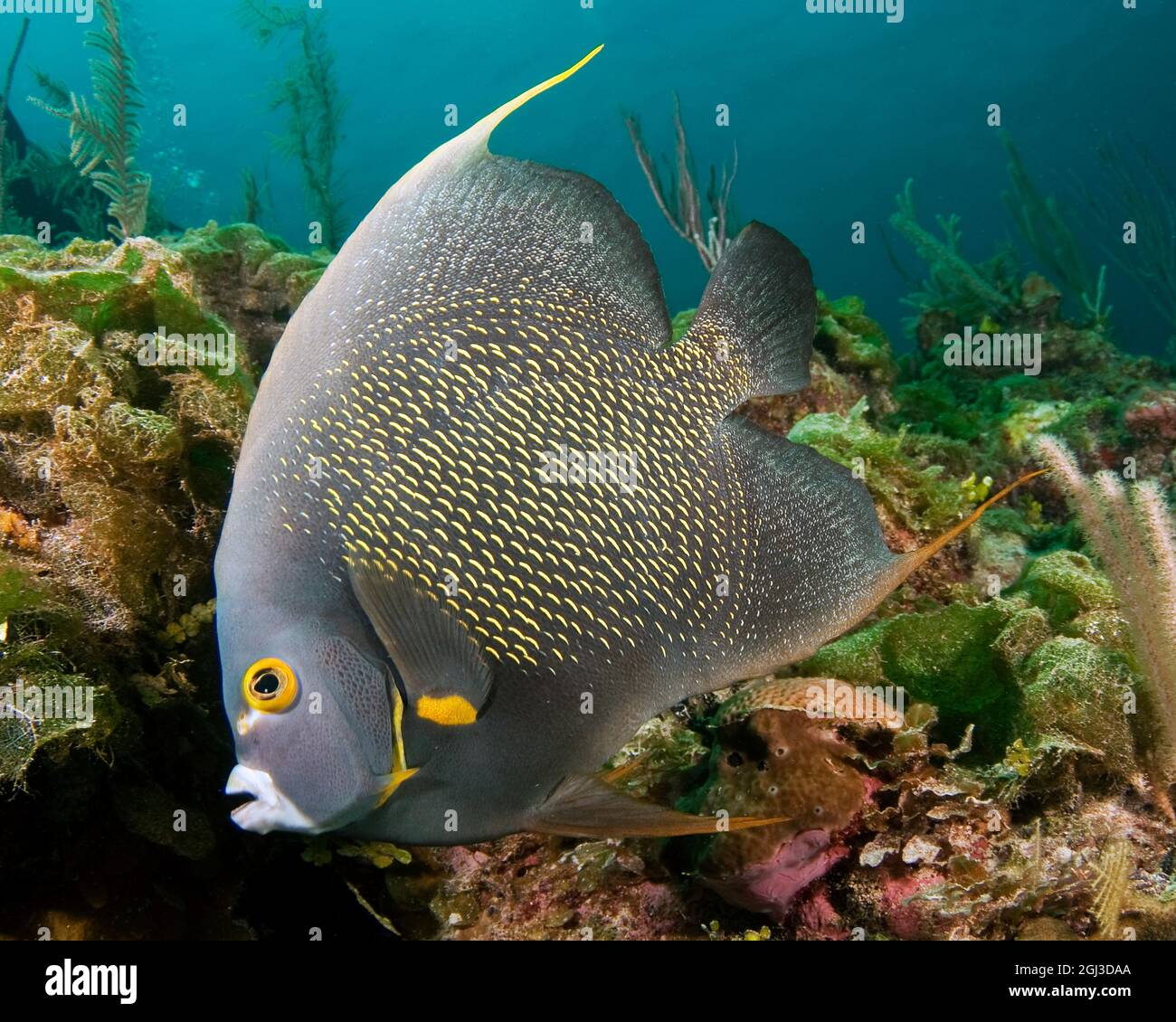 Pomananthus paru hi-res stock photography and images - Alamy