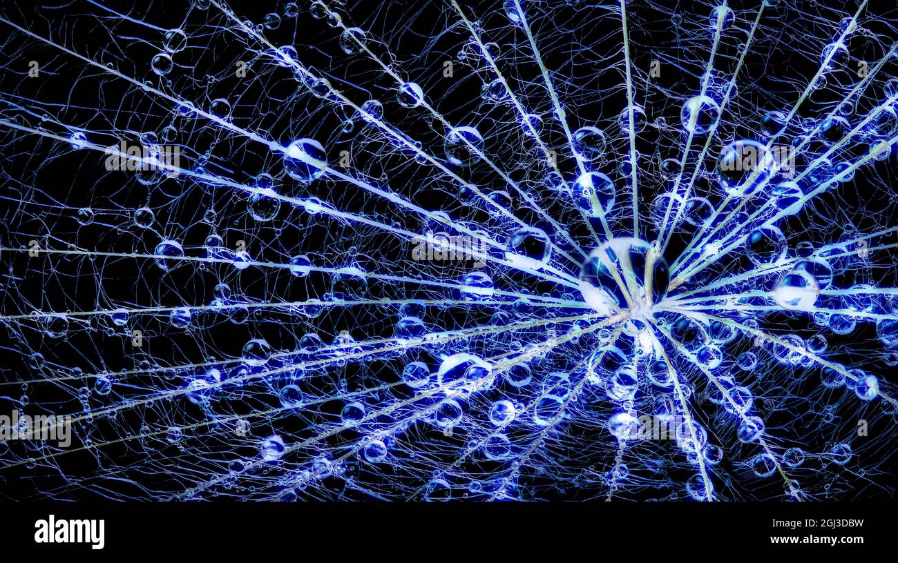 Pappus disk hi-res stock photography and images - Alamy