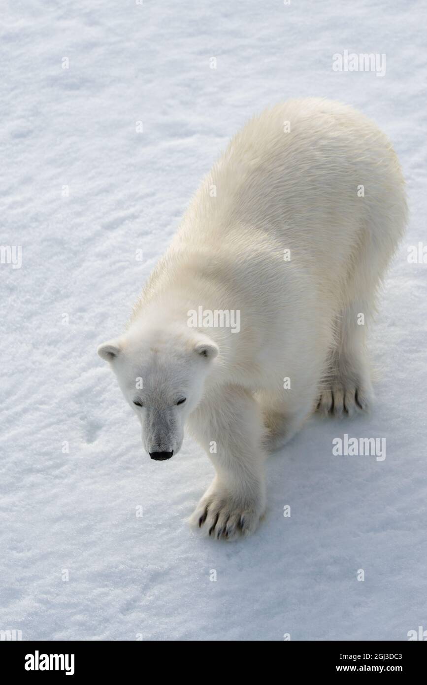 Wild polar bear on pack ice in Arctic Stock Photo - Alamy