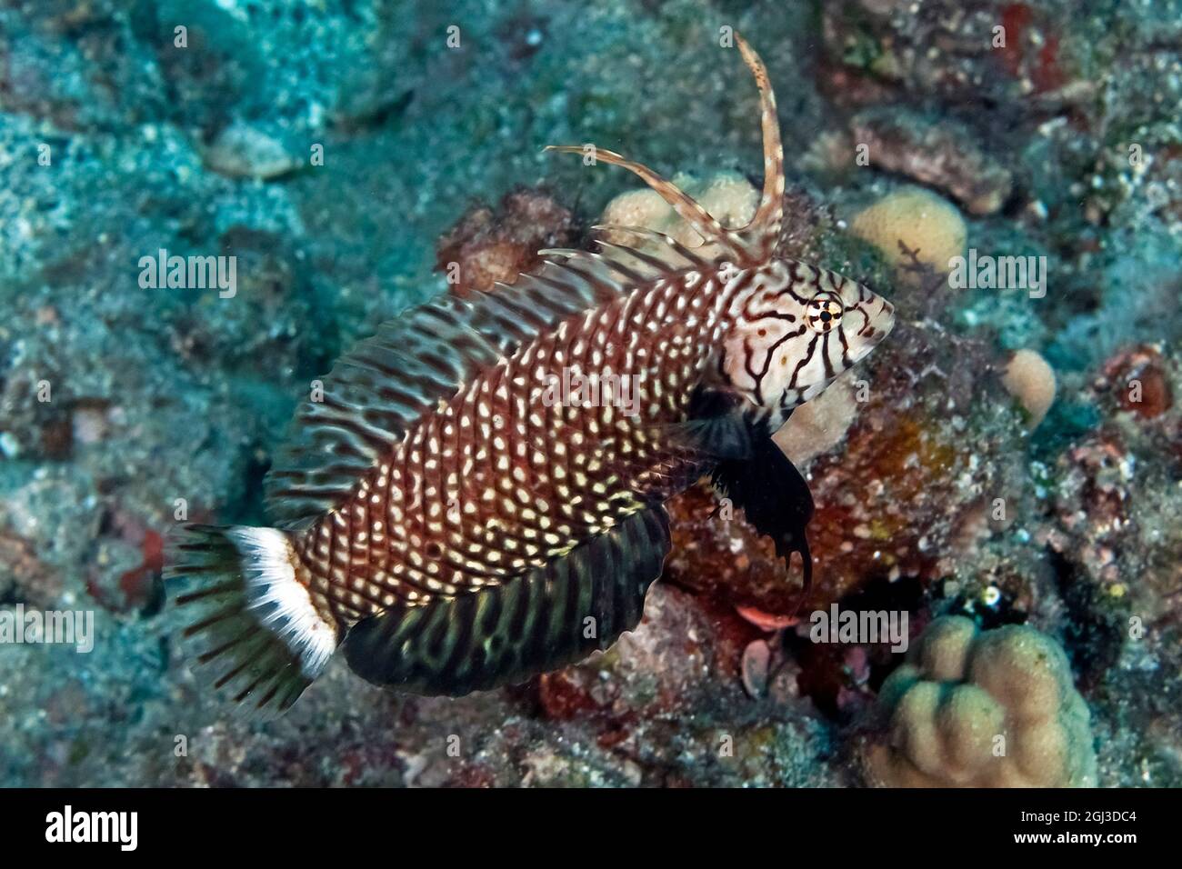 rockmover wrasse, dragon wrasse, reindeer wrasse, Novaculichthys ...