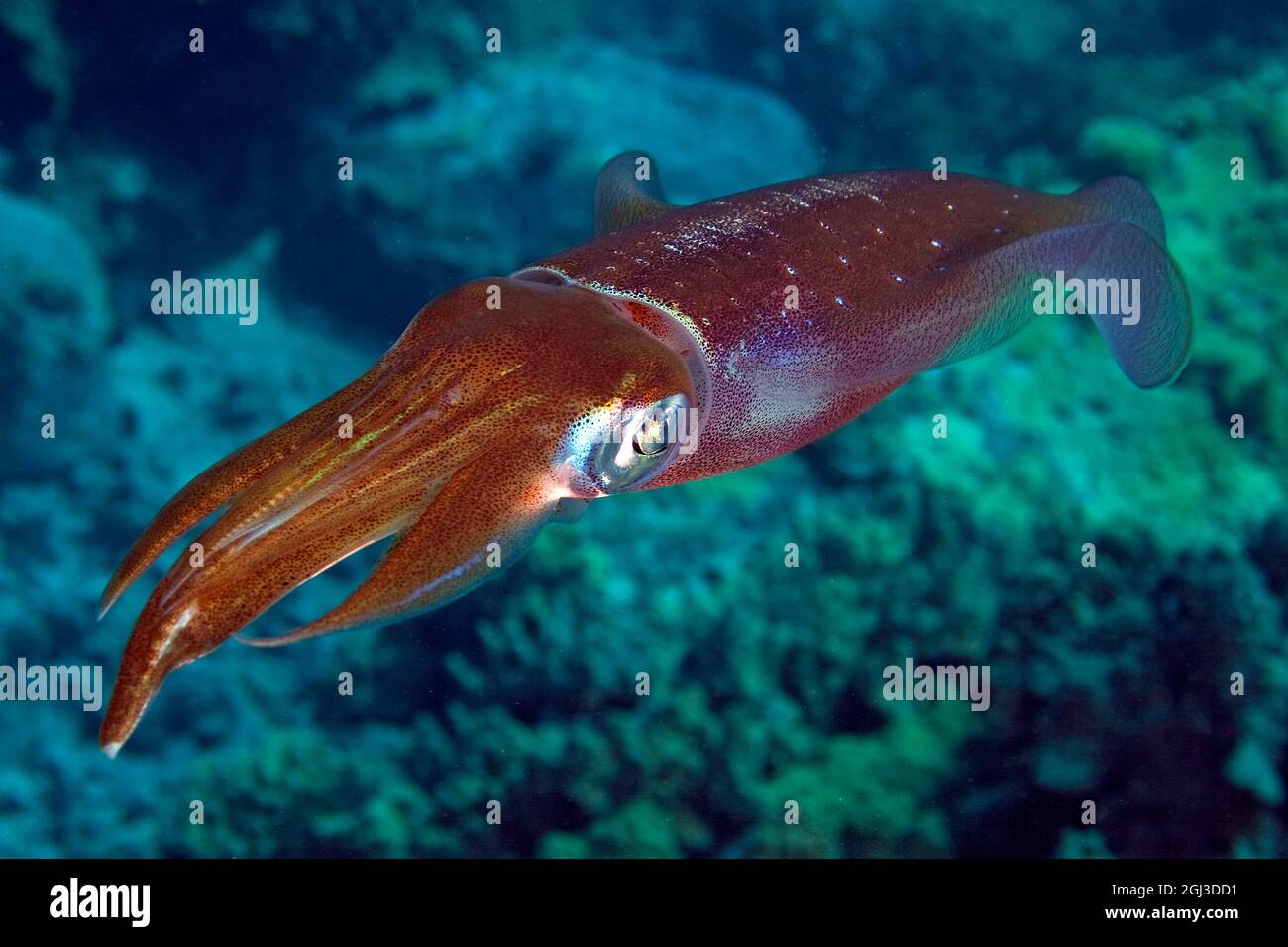 Speioteuthis lessoniana hi-res stock photography and images - Alamy